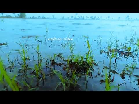 river side nature WhatsApp WhatsApp status | forest whatsapp status | river whatsapp status