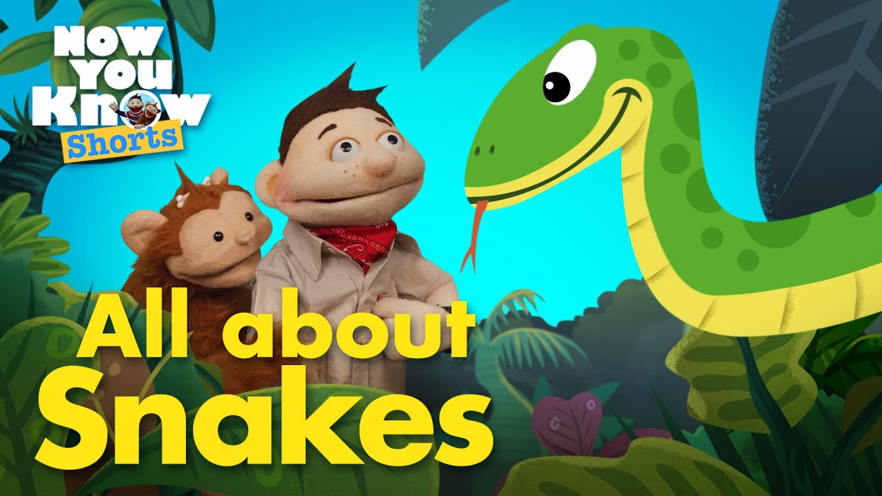All About Snakes!🐍 | Now You Know | Animals for Kids 🧑🏻🐵 - YouTube