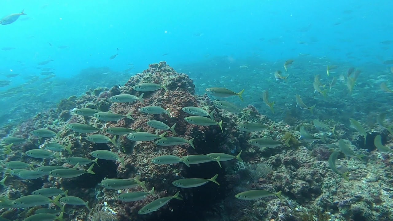Kirra Reef Dive - May 2019 - YouTube