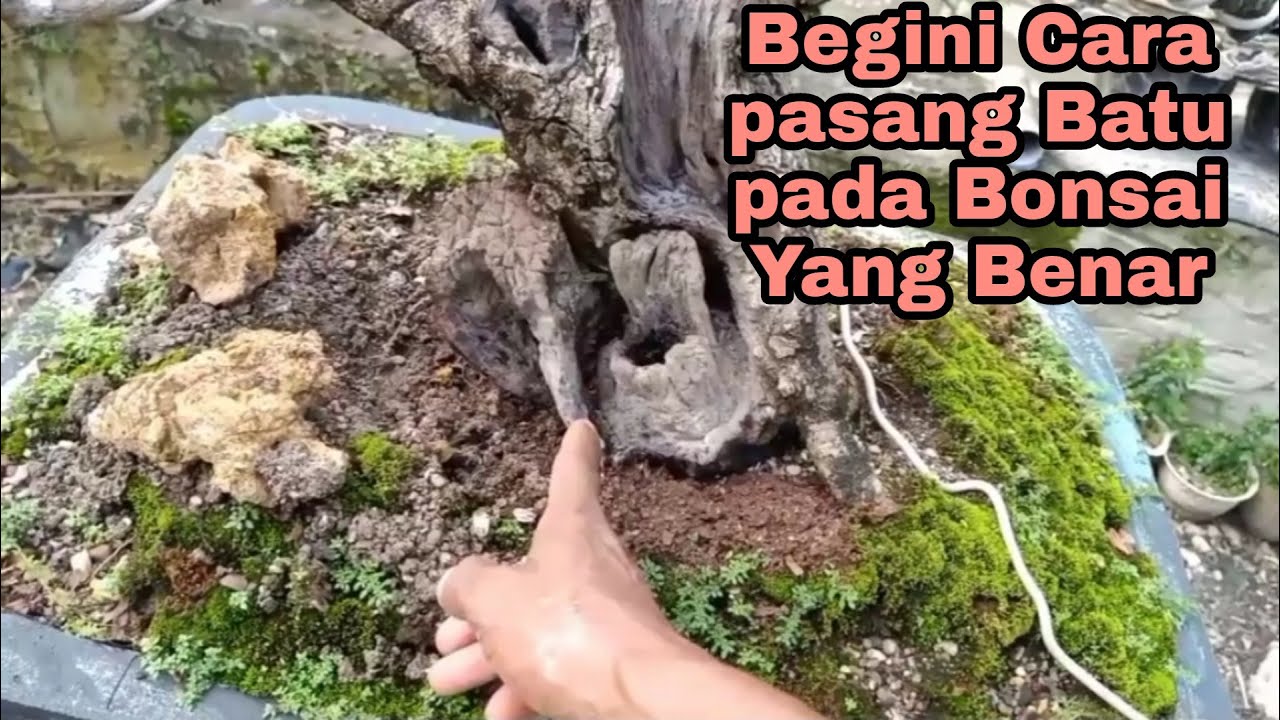 JANGAN ASAL PASANG! BEGINI CARA PASANG BATU PADA BONSAI YANG BENAR ...