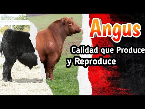 Ganado ANGUS Menos ALIMENTO y Más KILOS, KILOS de CALIDAD ...