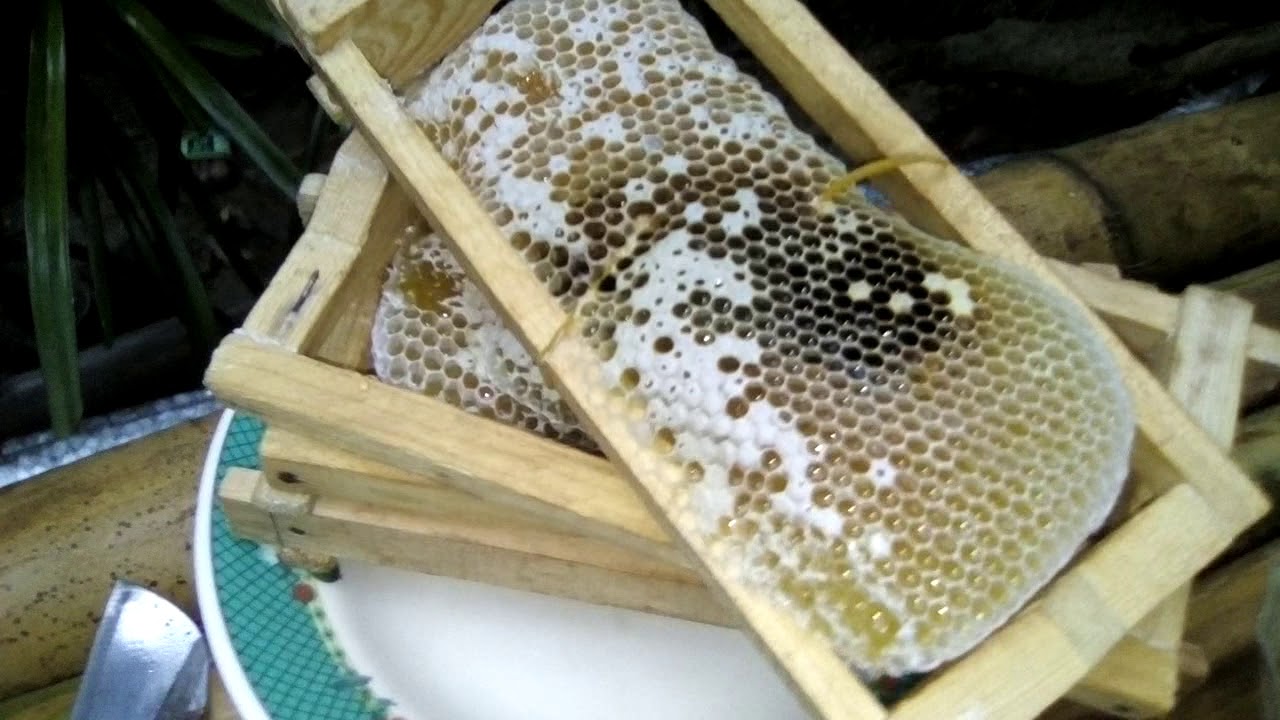 Harvesting honey from Apis Cerana bees in Bangladesh/চাক কাটা,মধু ...