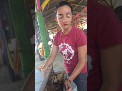 Tiny stingless Mariola Bees produce high-quality medicinal honey at The ...