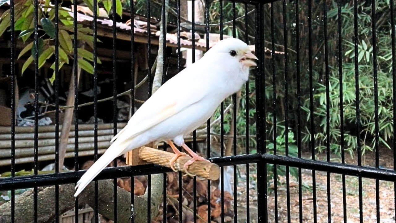 Your Canary Immediately Started Singing When it Heard This Canary's ...