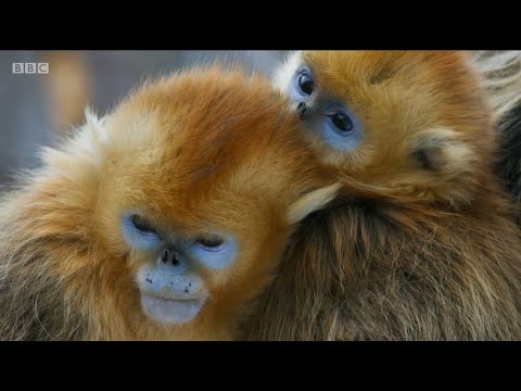 Seven Worlds, One Planet: Episode 2- Asia Review - YouTube