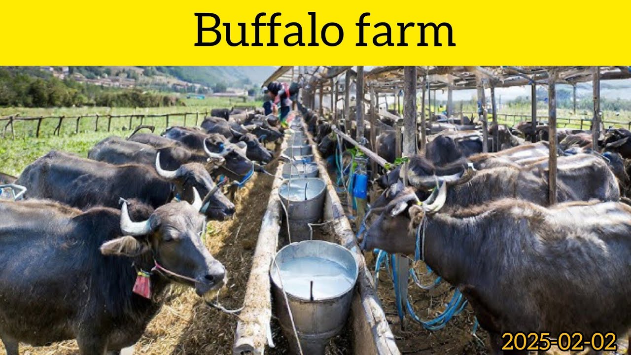Buffalo farm - YouTube