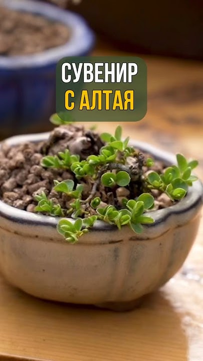 СУВЕНИР С АЛТАЯ - YouTube