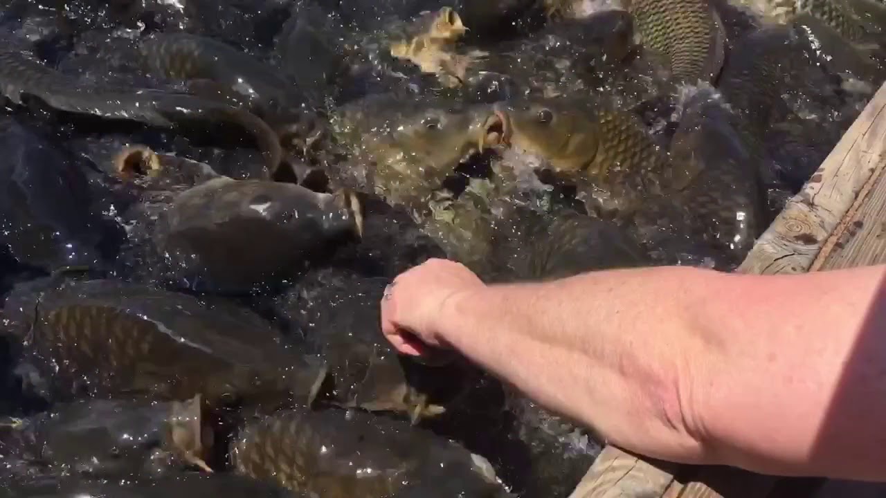 Bottle feeding fish @ Holston River. Never seen anything like this ...