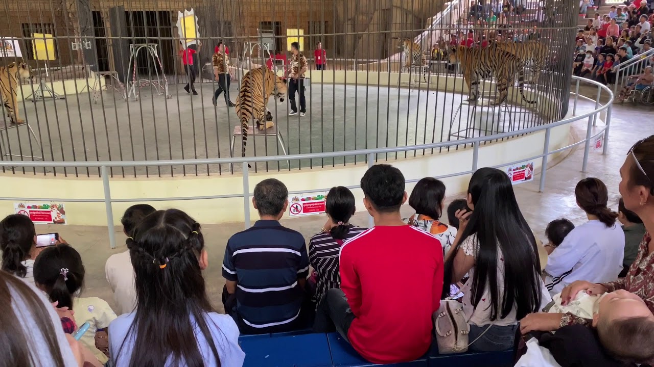 Tiger show - YouTube
