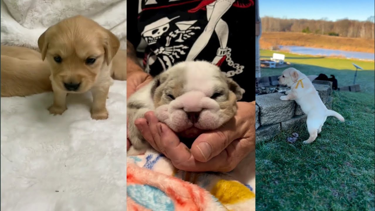 Cute Puppy Doing Cute Things | Dog Funny Videos - YouTube