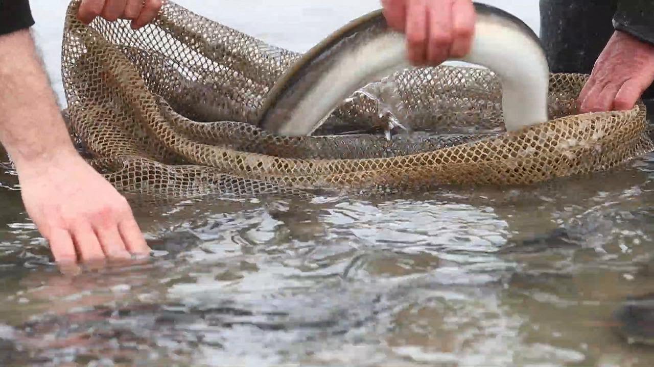 Liberati due quintali di anguille per la riproduzione - YouTube