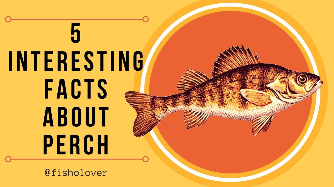 Fisholover Fact #007 - Five Interesting Facts About Perch - YouTube