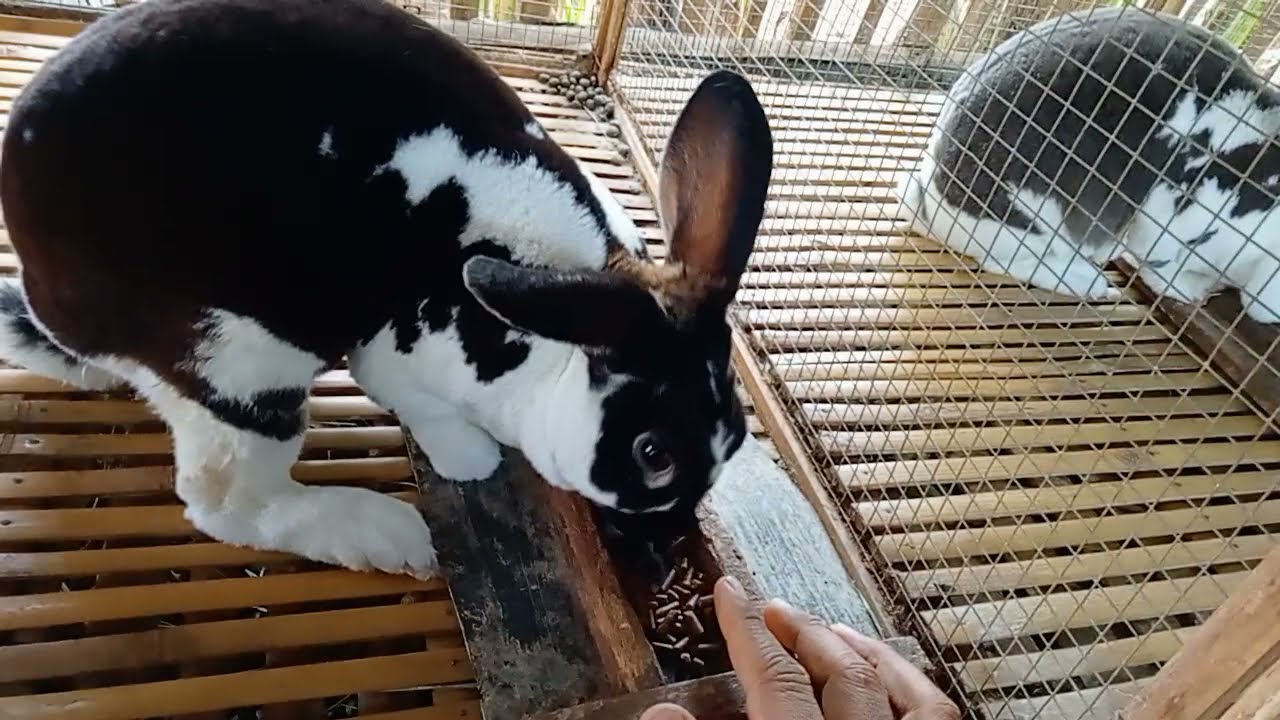 Jangan lakukan ini agar kelinci tidak mati - YouTube