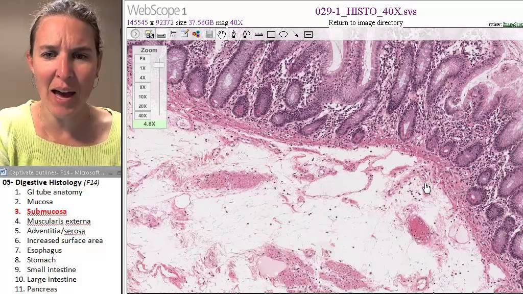 Digestive histology 3- Submucosa - YouTube