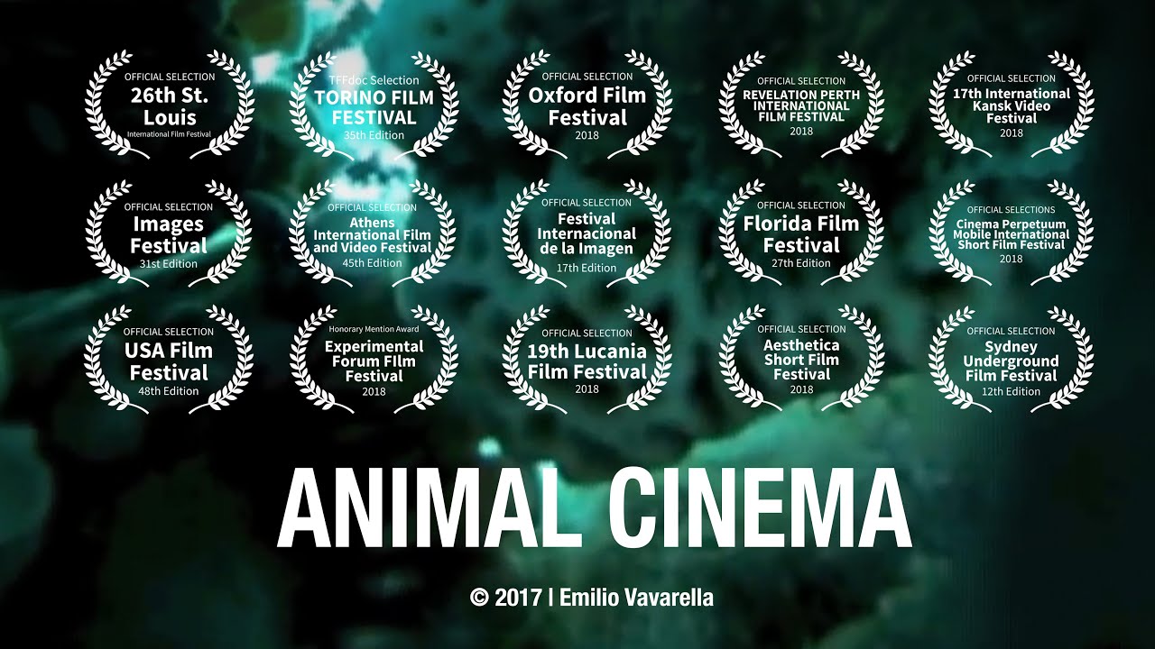 ANIMAL CINEMA - Trailer - YouTube