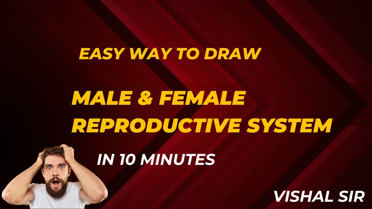 EASY WAY TO DRAW | MALE | FEMALE | REPRODUCTIVE SYSTEM | CLASS 10 ...