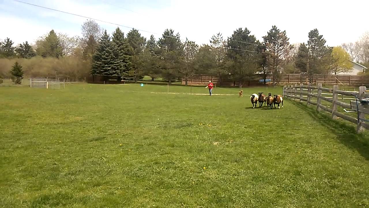 Ayla's Herding instinct test - YouTube