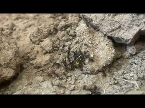 Bee vs Ants - YouTube