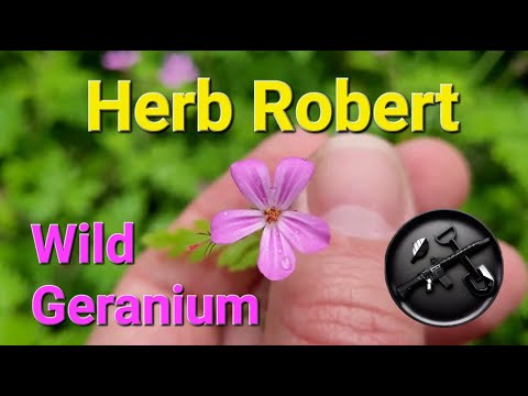 Is Geranium Edible? Herb Robert | Geranium robertianum: foraging for ...