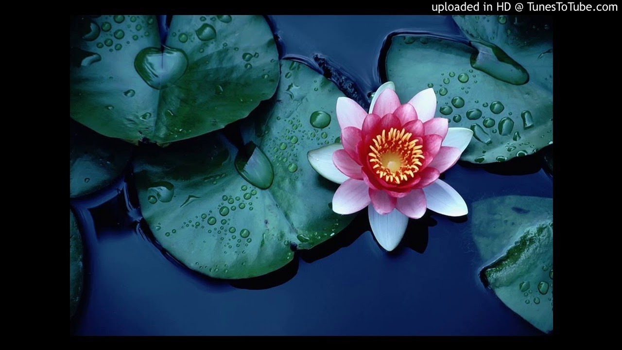 Sandhya Anand Mohanam Alapana on violin - YouTube