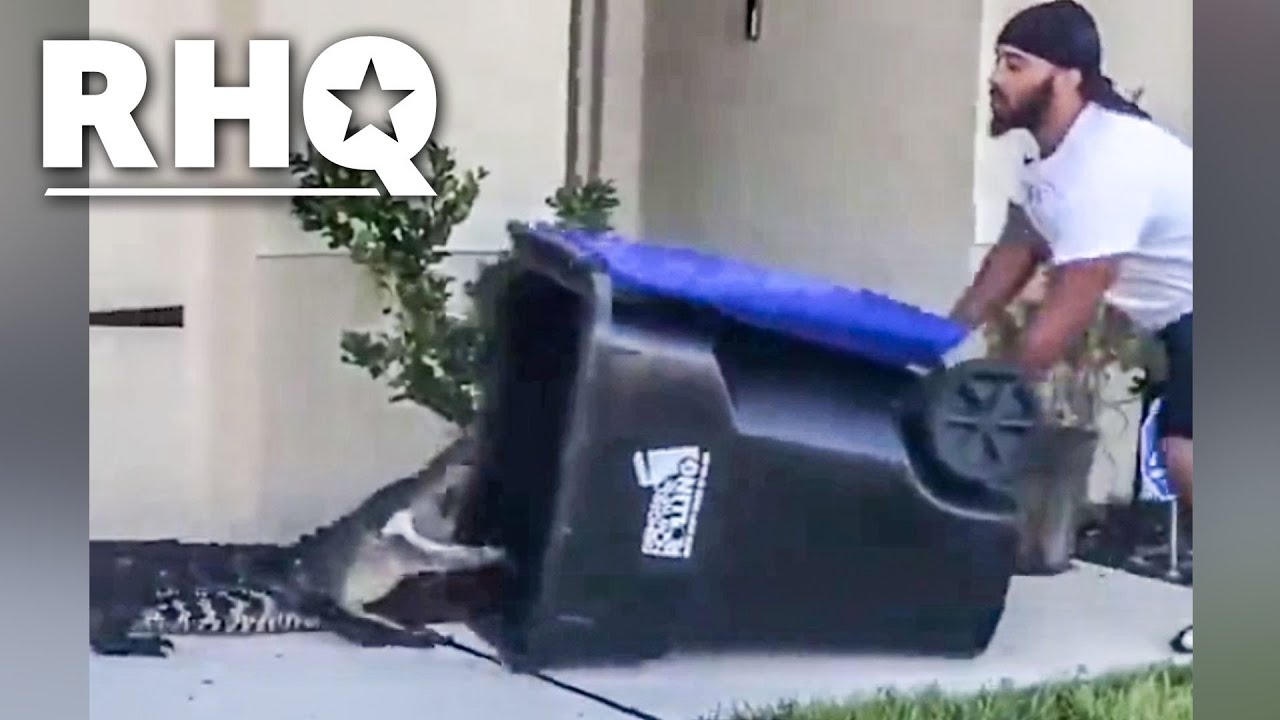 Florida Man Saves The Day Capturing Gator In Viral Video - YouTube