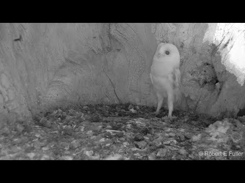 Barn Owl Hears Thunder for the First Time | Discover Wildlife | Robert E Fuller