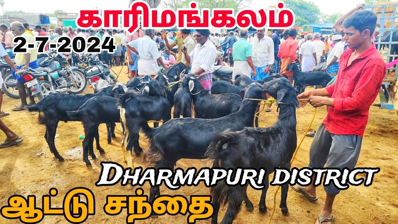 karimangalam Goat market Dharmapuri district வளர்ப்பு ஆட்டு குட்டிகள் ...