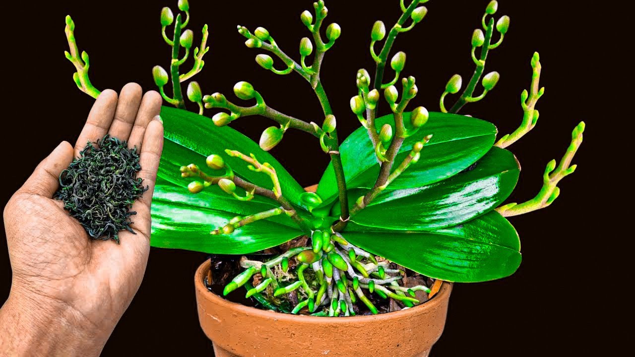 Just a Teaspoon! Orchid Sprouts 1001 Roots and Blooms Spectacularly ...