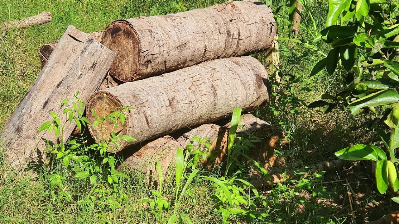 COQUEIRO para fazer uma bancada // Coconut tree trunk to make a ...
