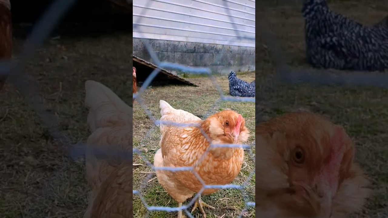 Easy DIY farm hacks that my kids can use. - YouTube