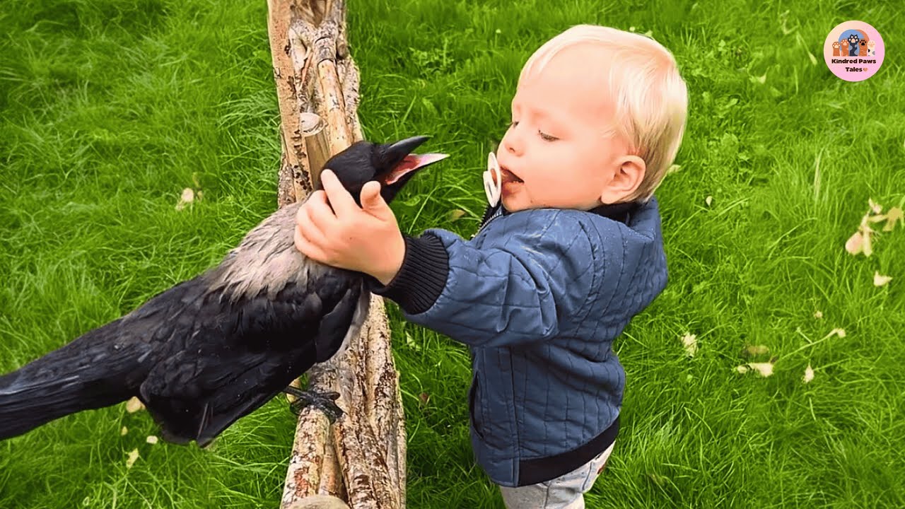 Unexpected Bond: How a Rescued Crow Became a Child’s Best Friend - YouTube