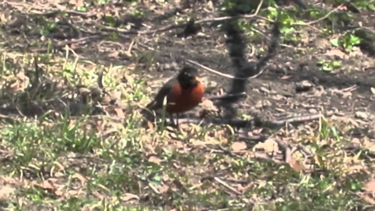 Starling Attacks Robin for Food - YouTube