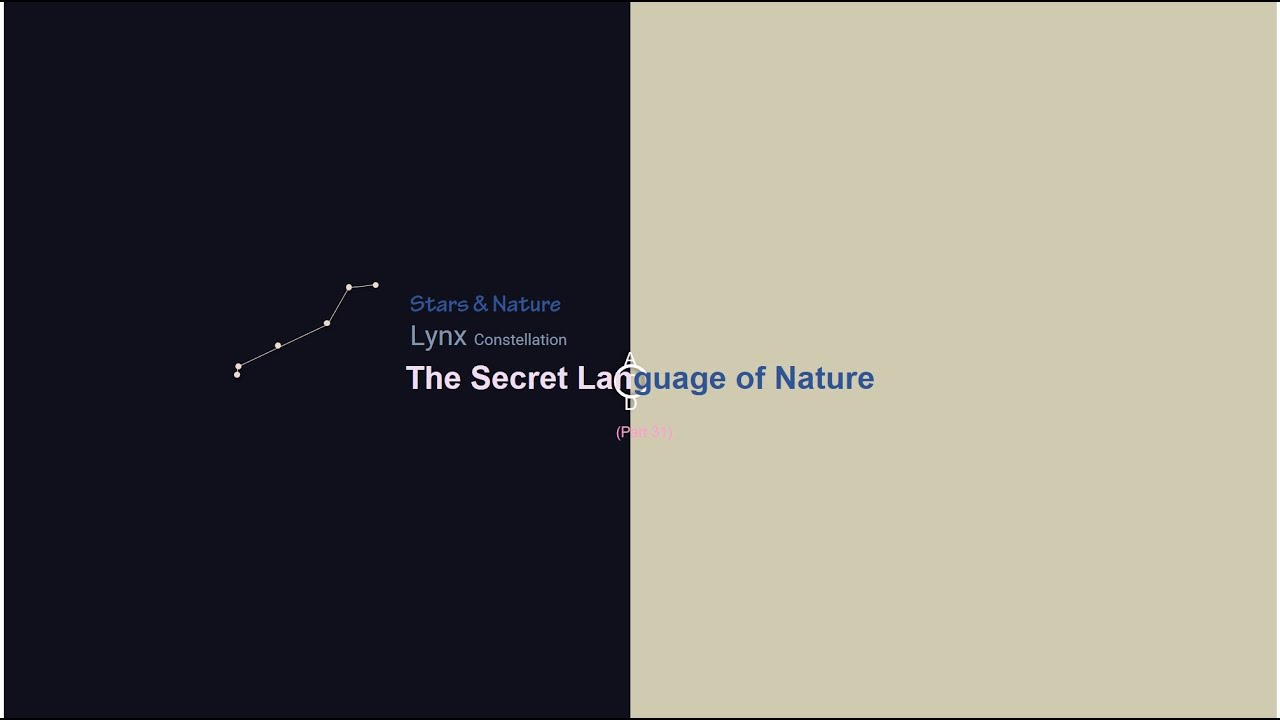 Lynx ~ The secret language of nature 31 - YouTube