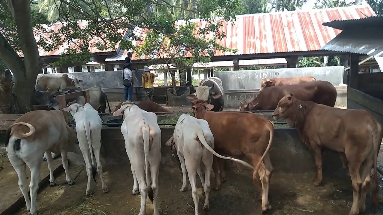 Pasar ternak batusangkar - YouTube