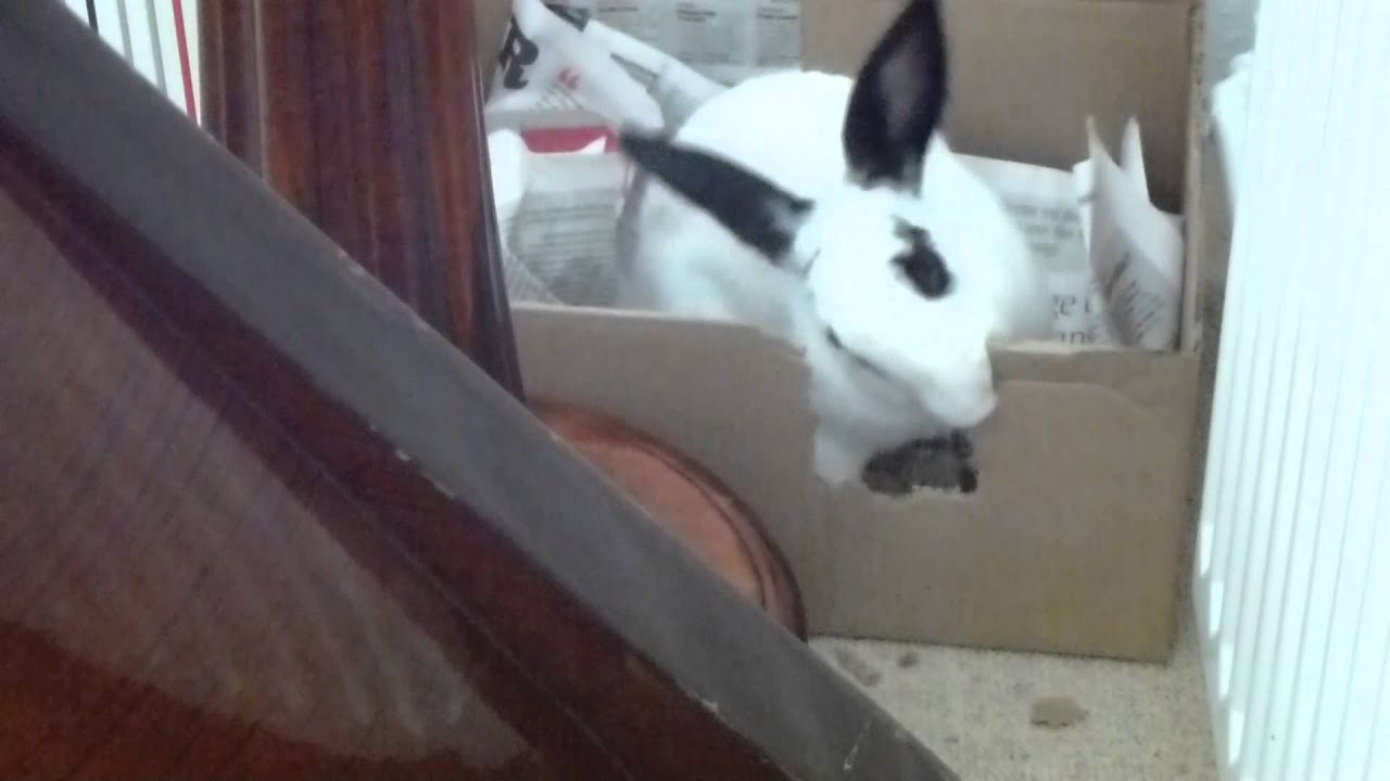 Rabbit handyman - YouTube