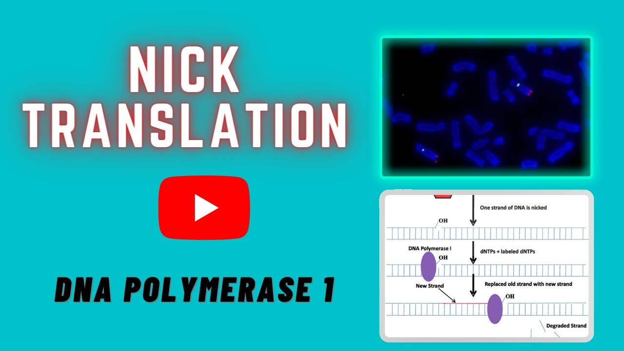 Nick Translation | DNA Polymerase I - YouTube