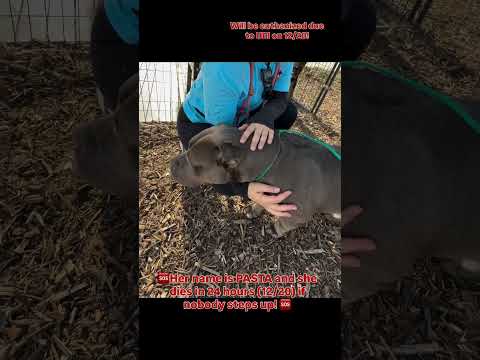 Pasta was adopted but is suffering from severe URI.She needs you,anything helps Link in bio to help.