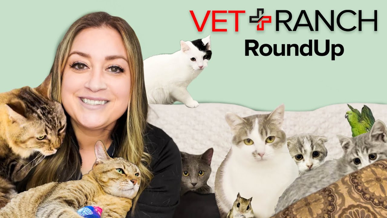 RoundUp is Back! Vet Ranch 2023, Let's GO!!! - YouTube