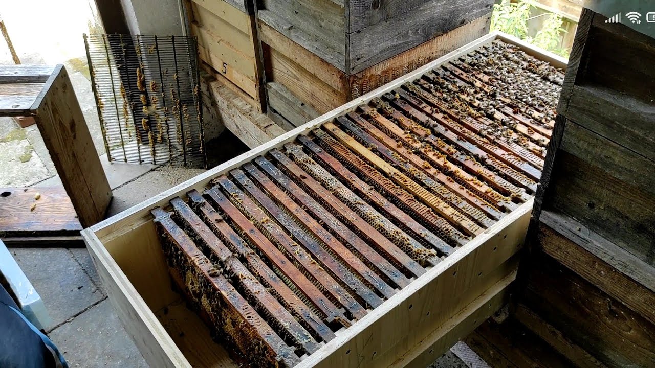 Bienen Umzug aus der Zander Liebig Beute in die Rentnern Beute 🐝🍯🐝 auch ...