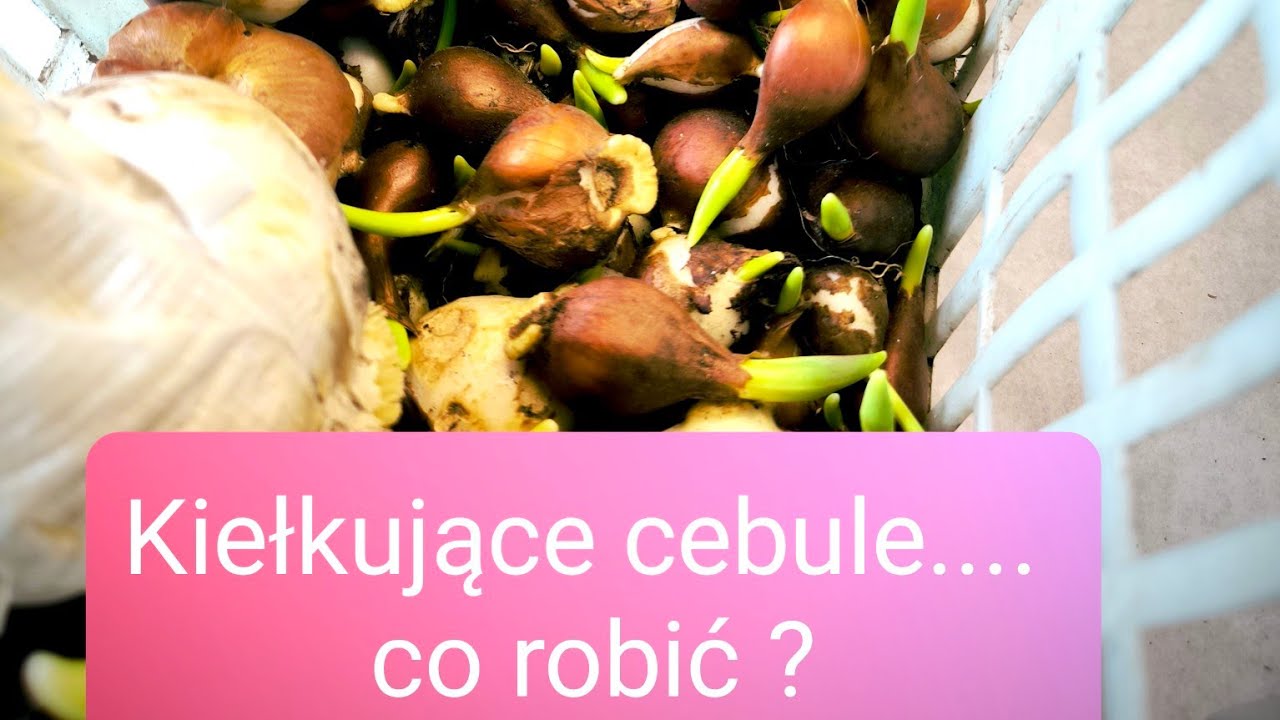 Co zrobić, gdy cebule kwiatowe zaczynają kiełkować ? Obserwuj swoje ...