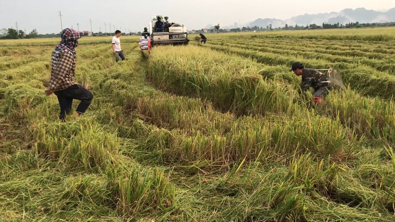 Catch rats in the field harvesting rice - Snake 68 - YouTube