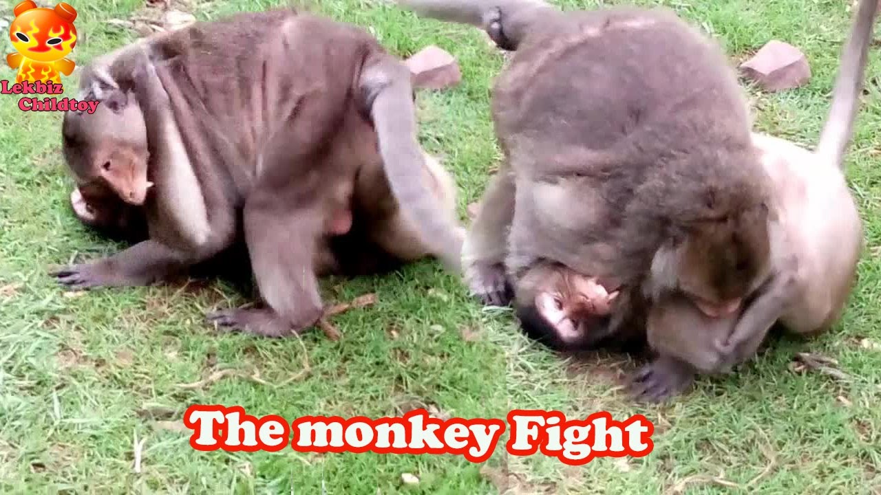 shocked!!!! The monkey Fight - YouTube