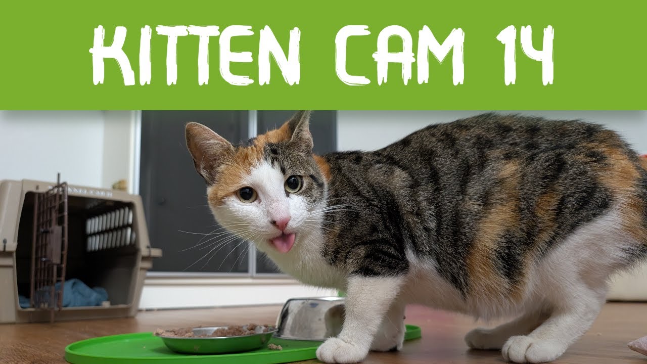 Kitten Cam 14: Night 25 - KITTENS BEING BORN!! - YouTube