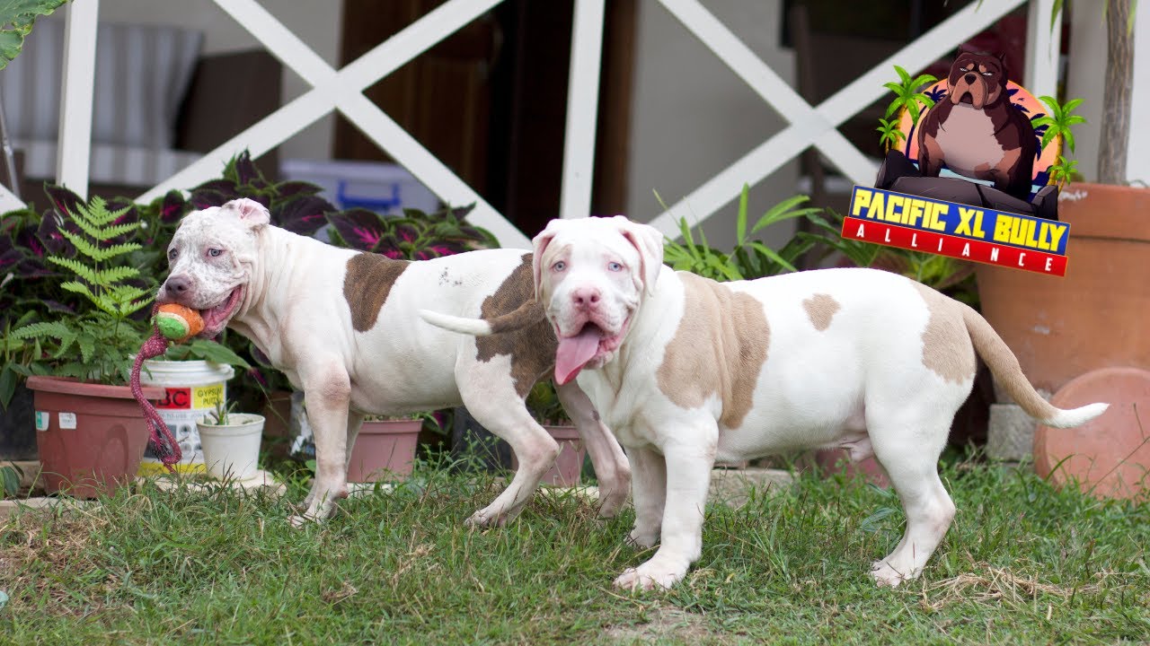 Introducing XL Bully puppies to the outside world! - YouTube