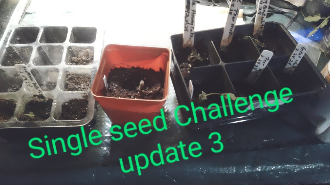 Single seed challenge update part 3 - YouTube