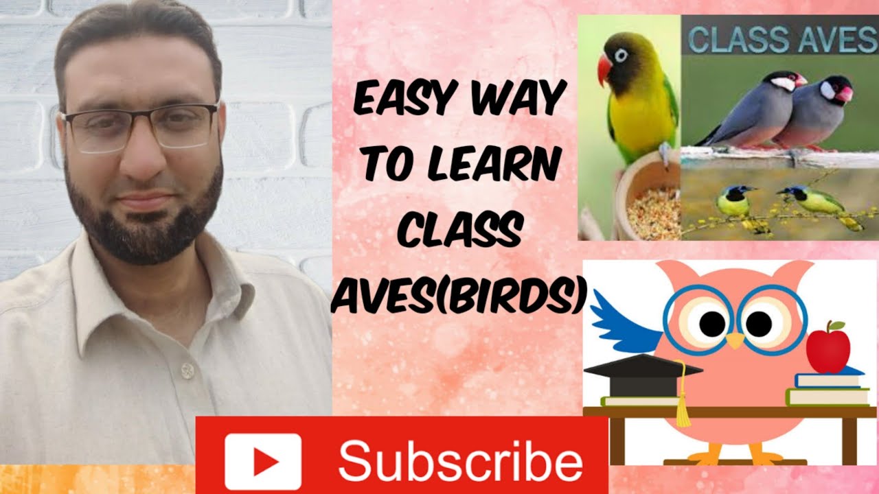 Easy way to learn class Aves (birds). - YouTube