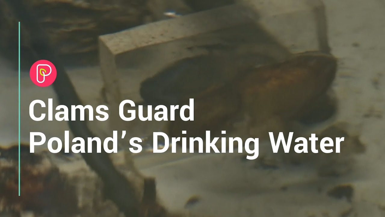 Clams guard Poland's drinking water - YouTube