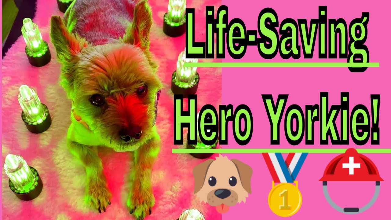 See How This Mutt Went From Being Unloved To Saving A Brain-tumor ...