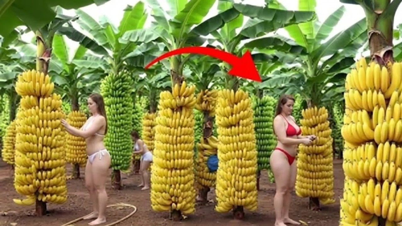 The Biggest Harvest of 2025 🌾 How Millions of Tons of Fruits ...