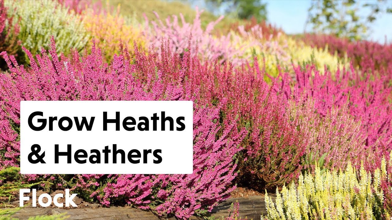 HEATHS & HEATHERS: Underrated Plants for 4-Season Color! 🍂🌸🌿 ️ || Flock ...